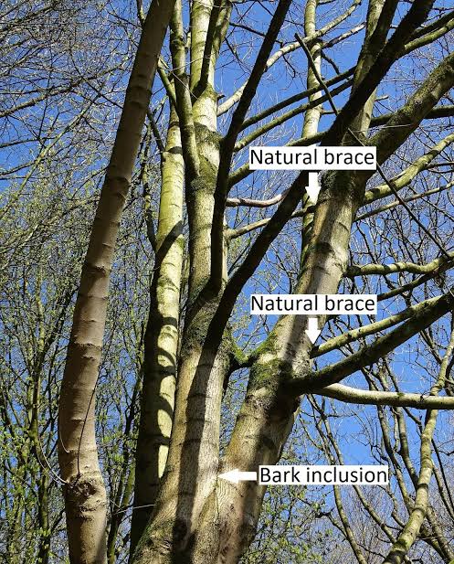 Understanding Inclusion Bark: What It Is, Why It Happens, and How to ...